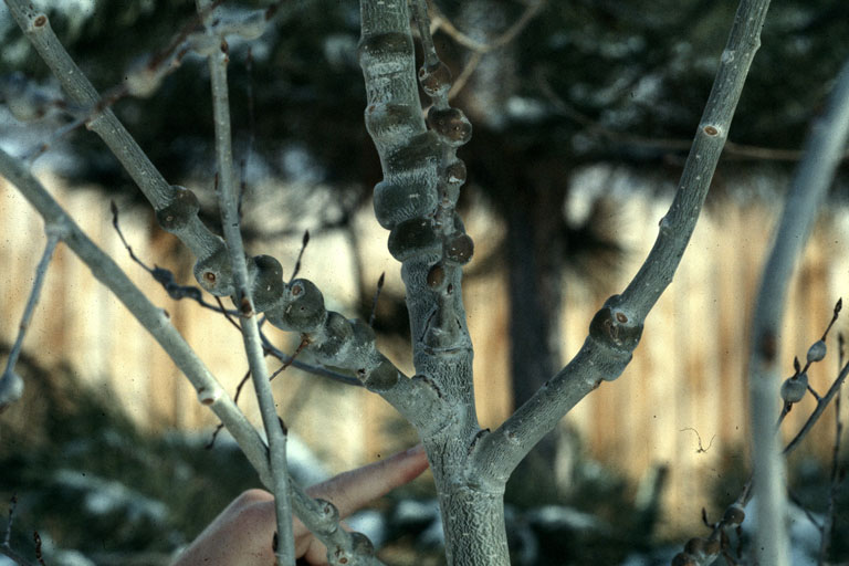 poplar twiggall fly (Hexomyza schineri)