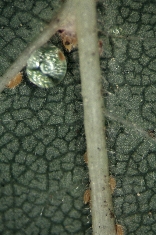 European elm scale (Gossyparia spuria)