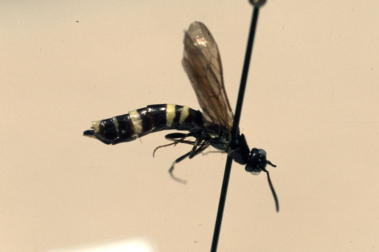 rose stem sawfly (Hartigia trimaculata (Say))