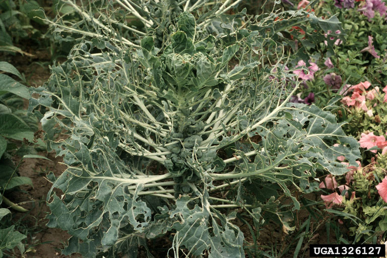 cabbage white, imported cabbage worm (Pieris rapae (Linnaeus))