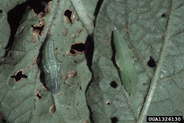 cabbage white, imported cabbage worm (Pieris rapae (Linnaeus))