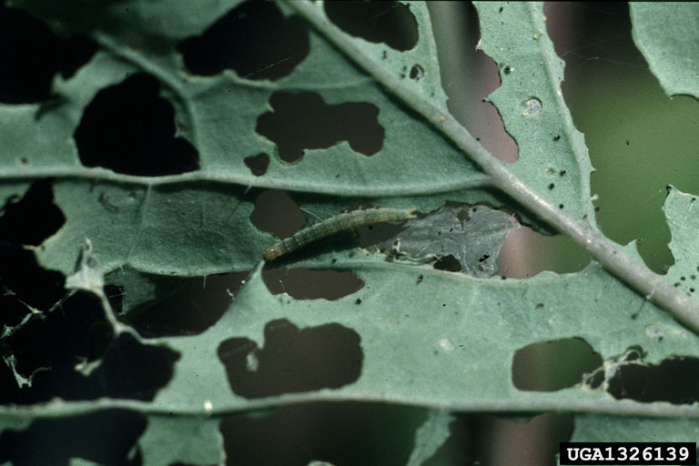 diamondback moth (Plutella xylostella (Linnaeus))