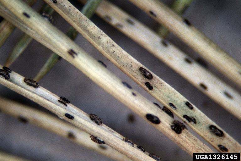 pinyon needle scale (Matsucoccus acalyptus)