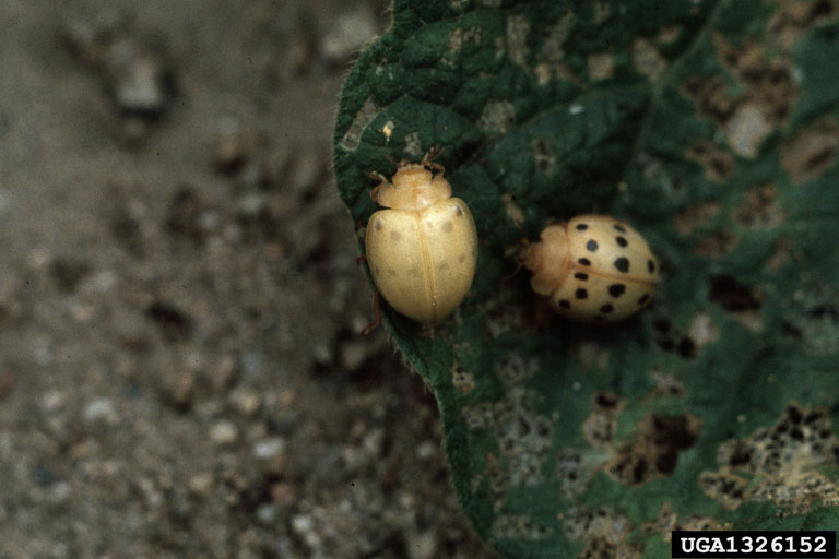 Mexican bean beetle (Epilachna varivestis Mulsant, 1850)
