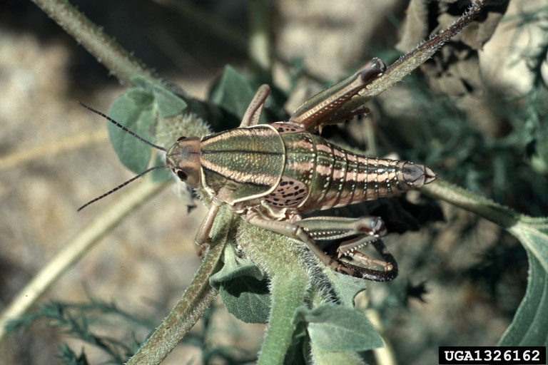 plains lubber grasshopper, Brachystola magna (Orthoptera: Romaleidae ...