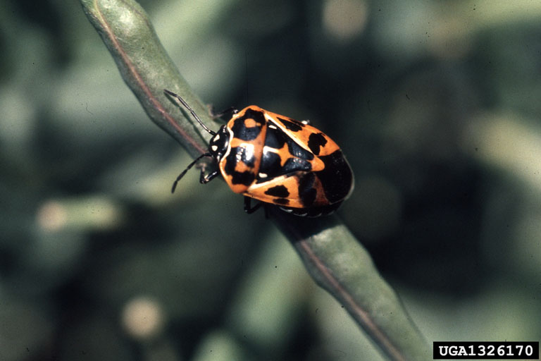 harlequin bug (Murgantia histrionica (Hahn))