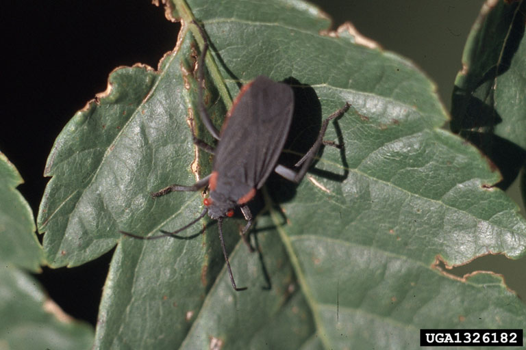 goldenrain-tree bug (Jadera haematoloma (Herrich-Schaffer))