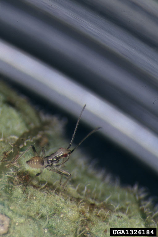 damsel bugs (Genus Nabis Latreille, 1802)