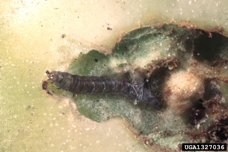 tomato pinworm (Keiferia lycopersicella (Walsingham))