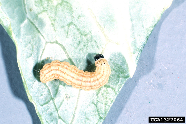 cabbage webworm (Hellula rogatalis ) on cabbage (Brassica oleracea var ...