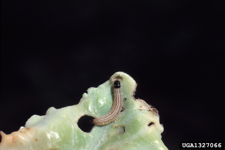 cabbage webworm (Hellula rogatalis)