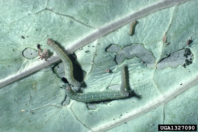 diamondback moth (Plutella xylostella (Linnaeus))