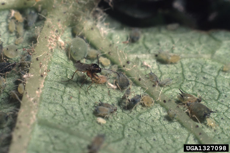 aphids (Family Aphididae)