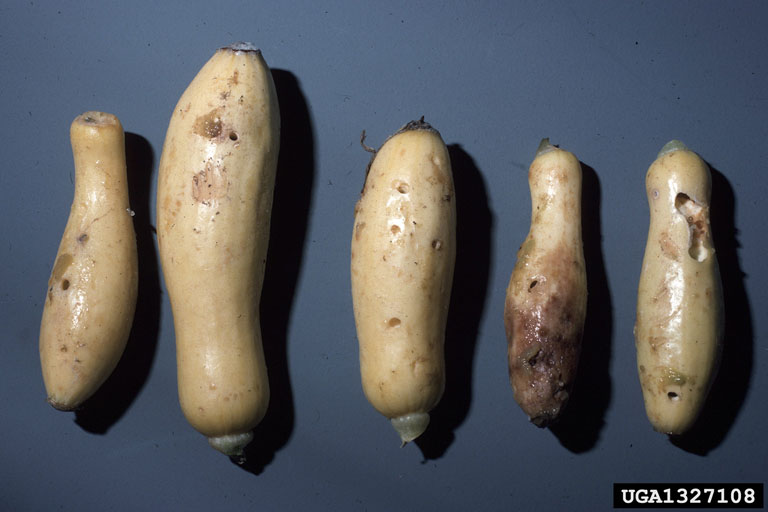 pickleworm (Diaphania nitidalis (Stoll))