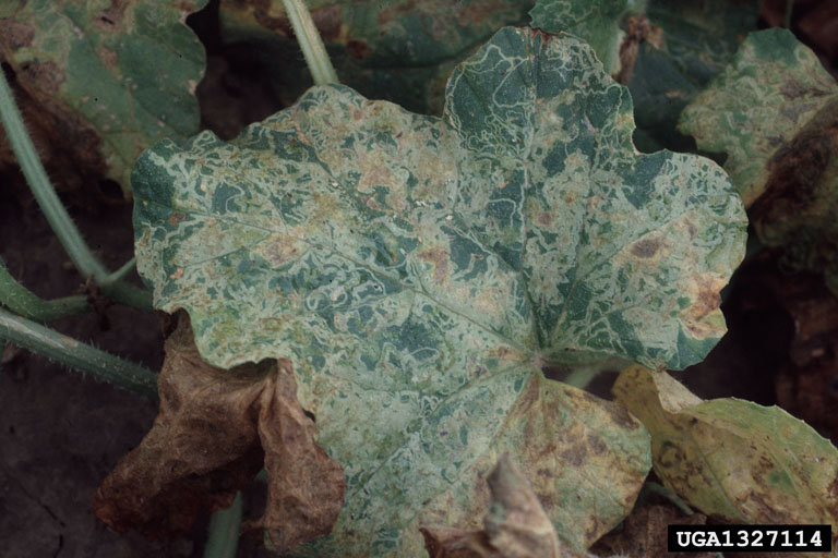leafminer fly (Genus Liriomyza Mik 1894)