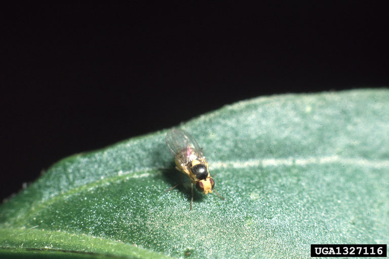 leafminer fly (Genus Liriomyza Mik 1894)