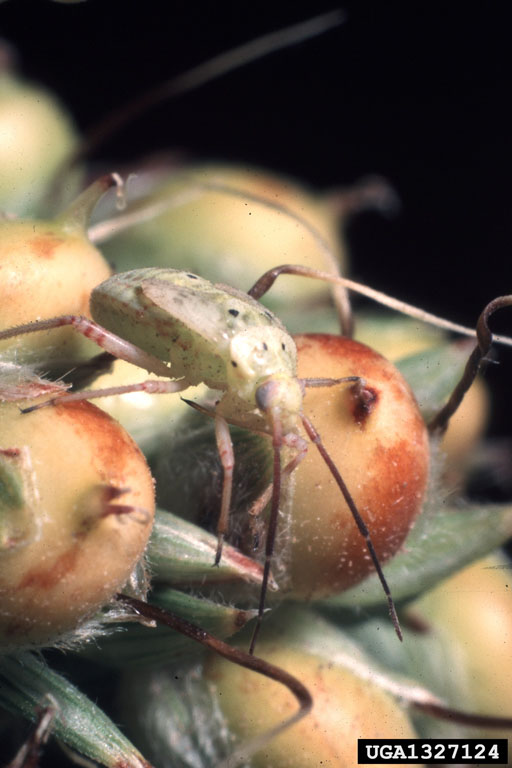 plant bugs (Family Miridae)