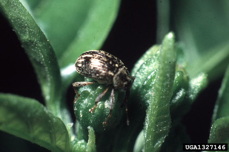 pepper weevil (Anthonomus eugenii)