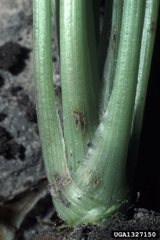 carrot weevil (Listronotus oregonensis)