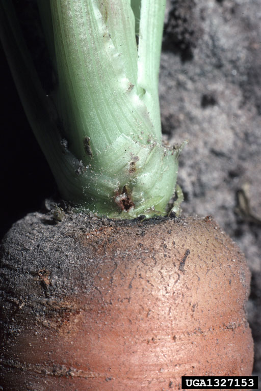 carrot weevil (Listronotus oregonensis)