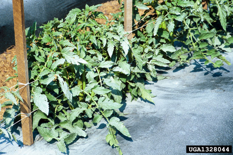 garden tomato (Solanum lycopersicum)
