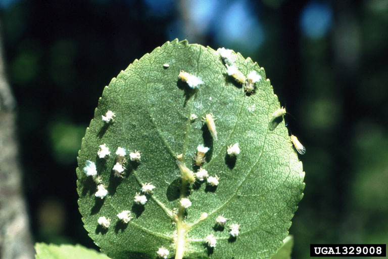 Psylla (Genus Psylla)