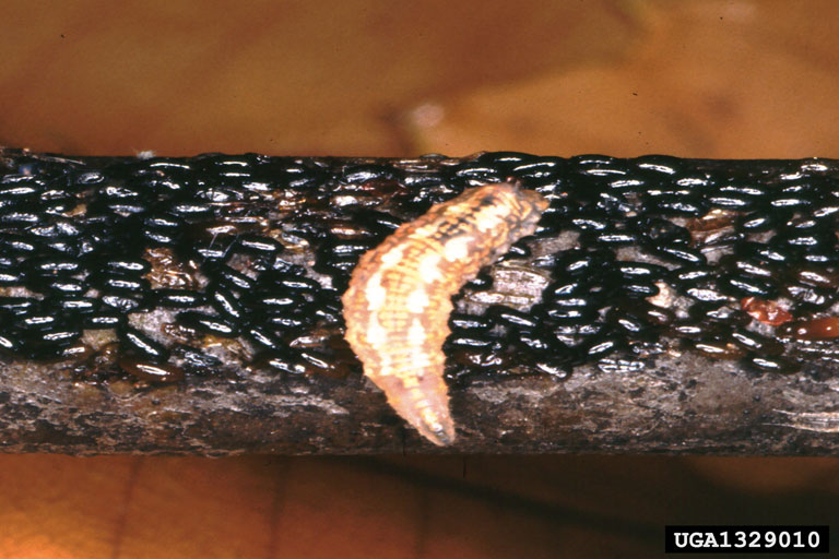 variegated oak aphid (Lachnus roboris)