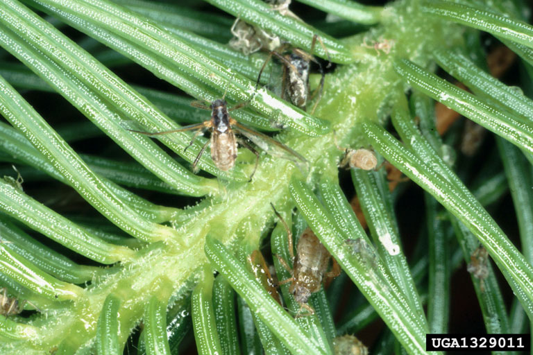 spruce shoot aphid (Cinara pilicornis)