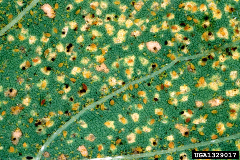 oak phylloxera (Phylloxera quercus Boyer de Fonscolombe)