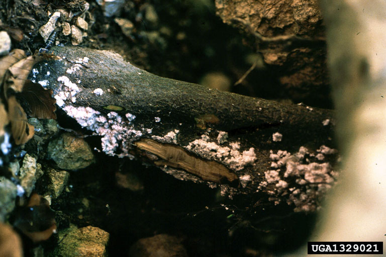 beech scale (Cryptococcus fagisuga)