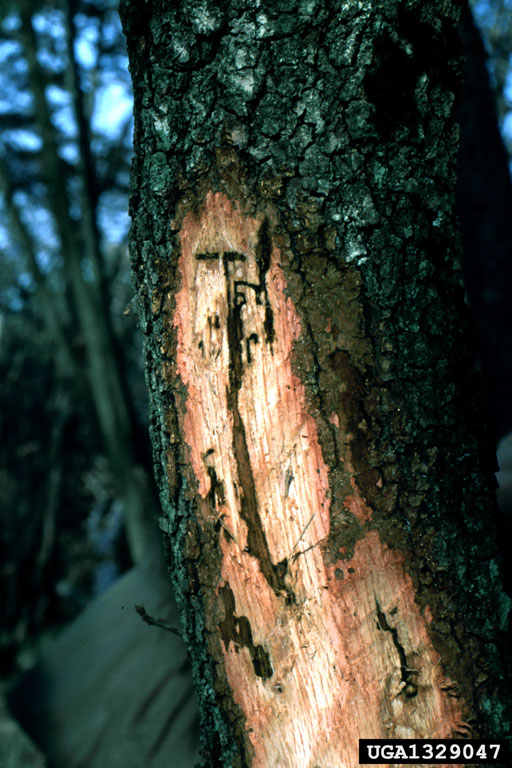oak splendour beetle (Agrilus biguttatus)
