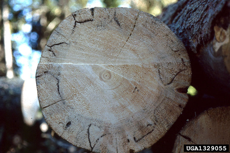 striped ambrosia beetle (Trypodendron lineatum (Olivier, 1795))