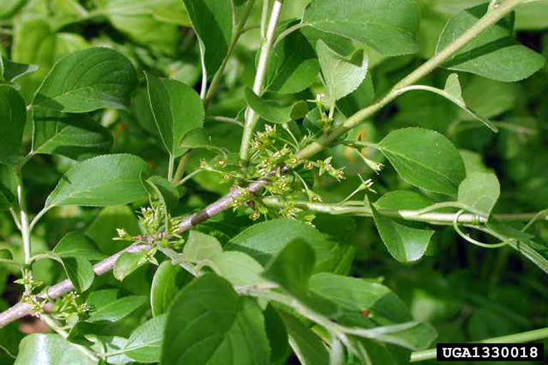 common buckthorn, European buckthorn (Rhamnus cathartica L.)