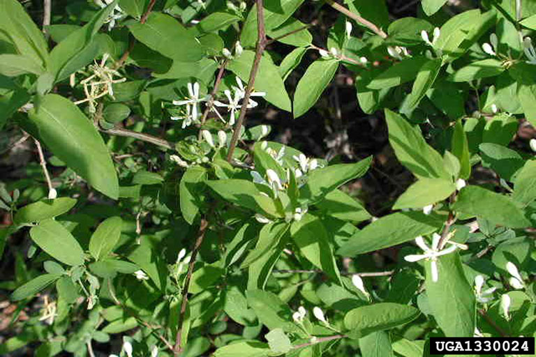 bush honeysuckles (exotic) (Genus Lonicera)