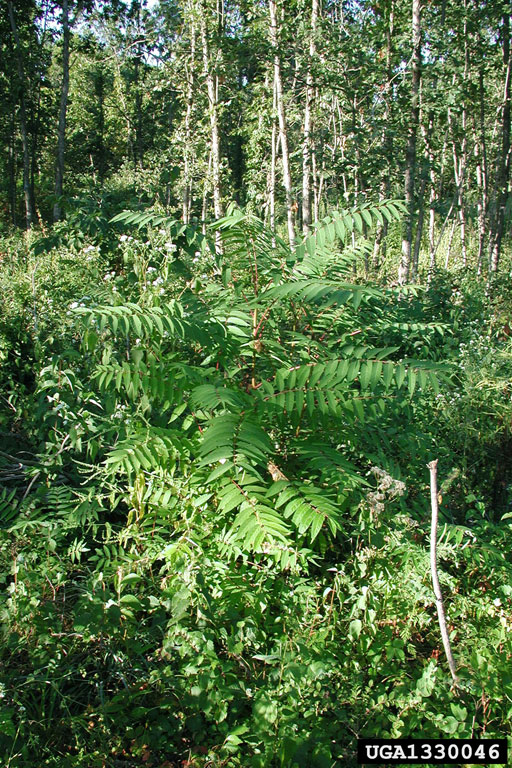 tree-of-heaven (Ailanthus altissima (P. Mill.) Swingle)