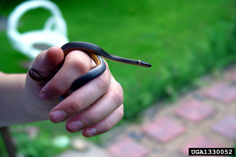 Northern Ringneck Snake Bite Ohio Birds And Biodiversity: Ring Necked