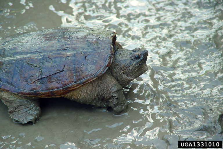common snapping turtle (Chelydra serpentina (Linnaeus, 1758))