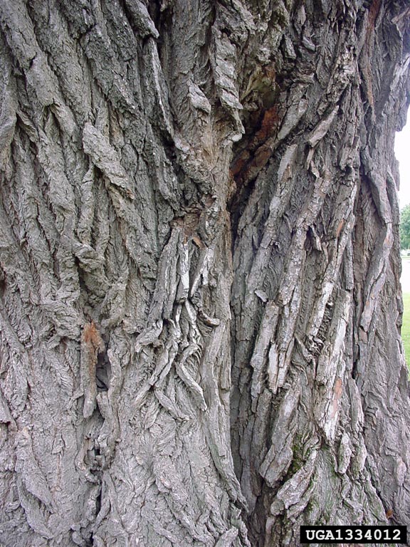 eastern cottonwood (Populus deltoides)