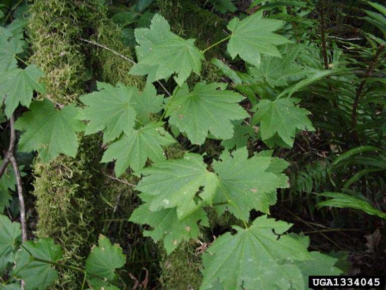 vine maple (Acer circinatum)