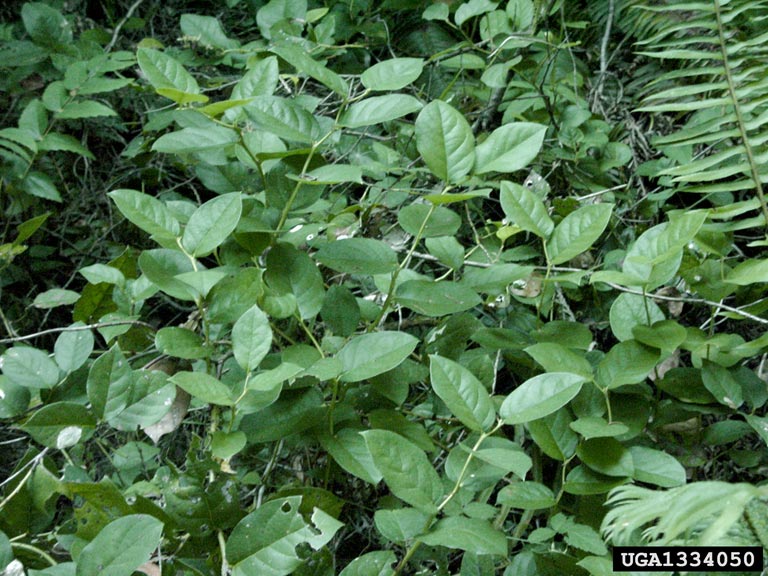 salal (Gaultheria shallon)