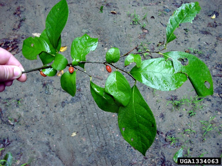 northern spicebush (Lindera benzoin)