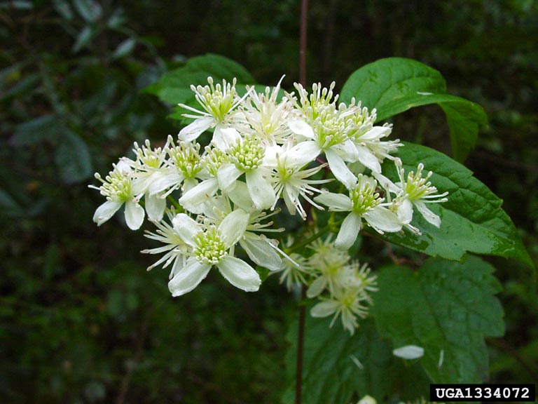 devil's darning needles (Clematis virginiana L)