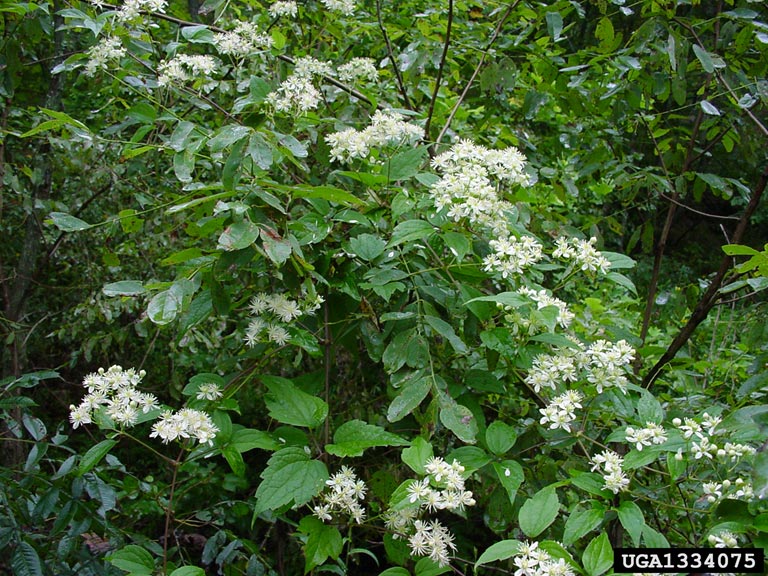 devil's darning needles (Clematis virginiana L)