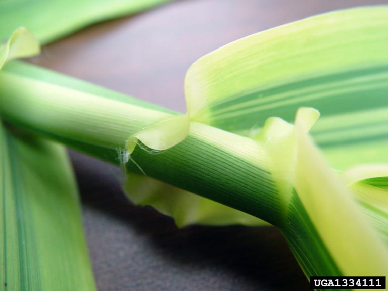 giant reed (Arundo donax L.)