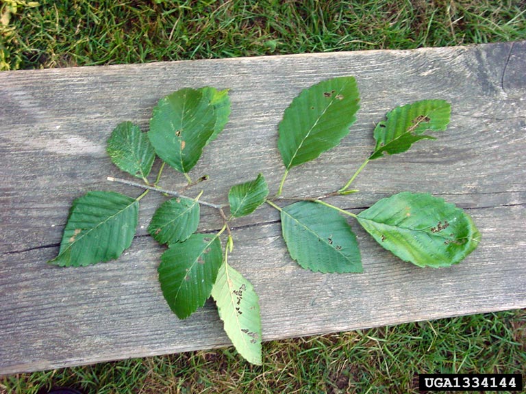 red alder (Alnus rubra Bong.)