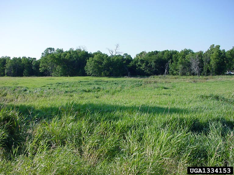 reed canarygrass (Phalaris arundinacea)
