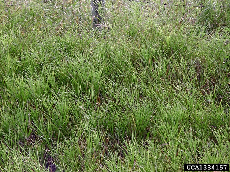 smooth brome (Bromus inermis Leyss.)