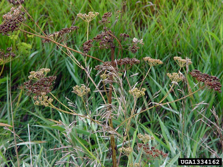 wild parsnip (Pastinaca sativa)