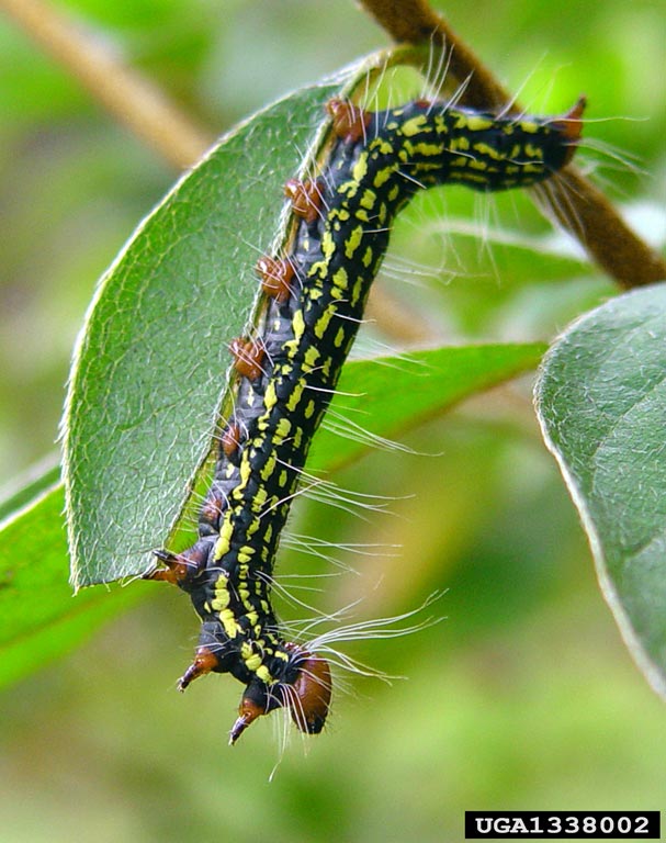 azalea caterpillar (Datana major)