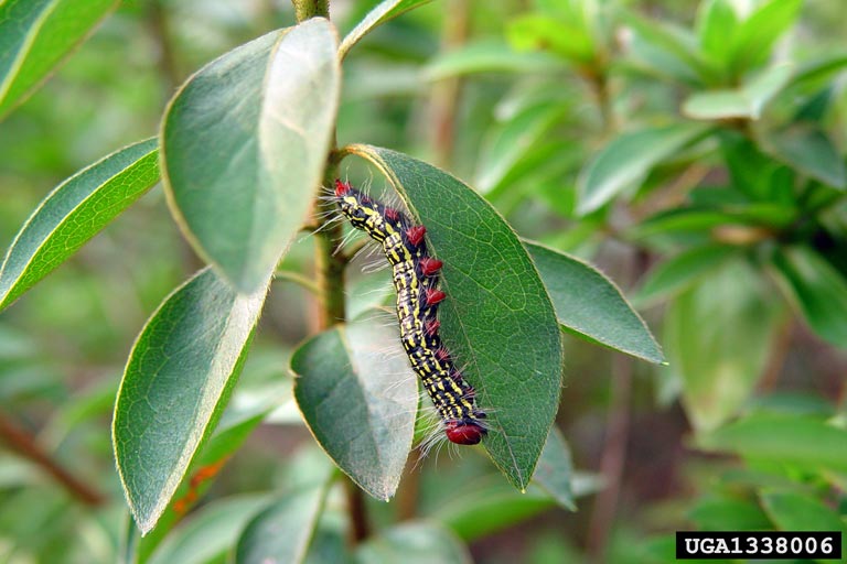 azalea caterpillar (Datana major Grote & Robinson)